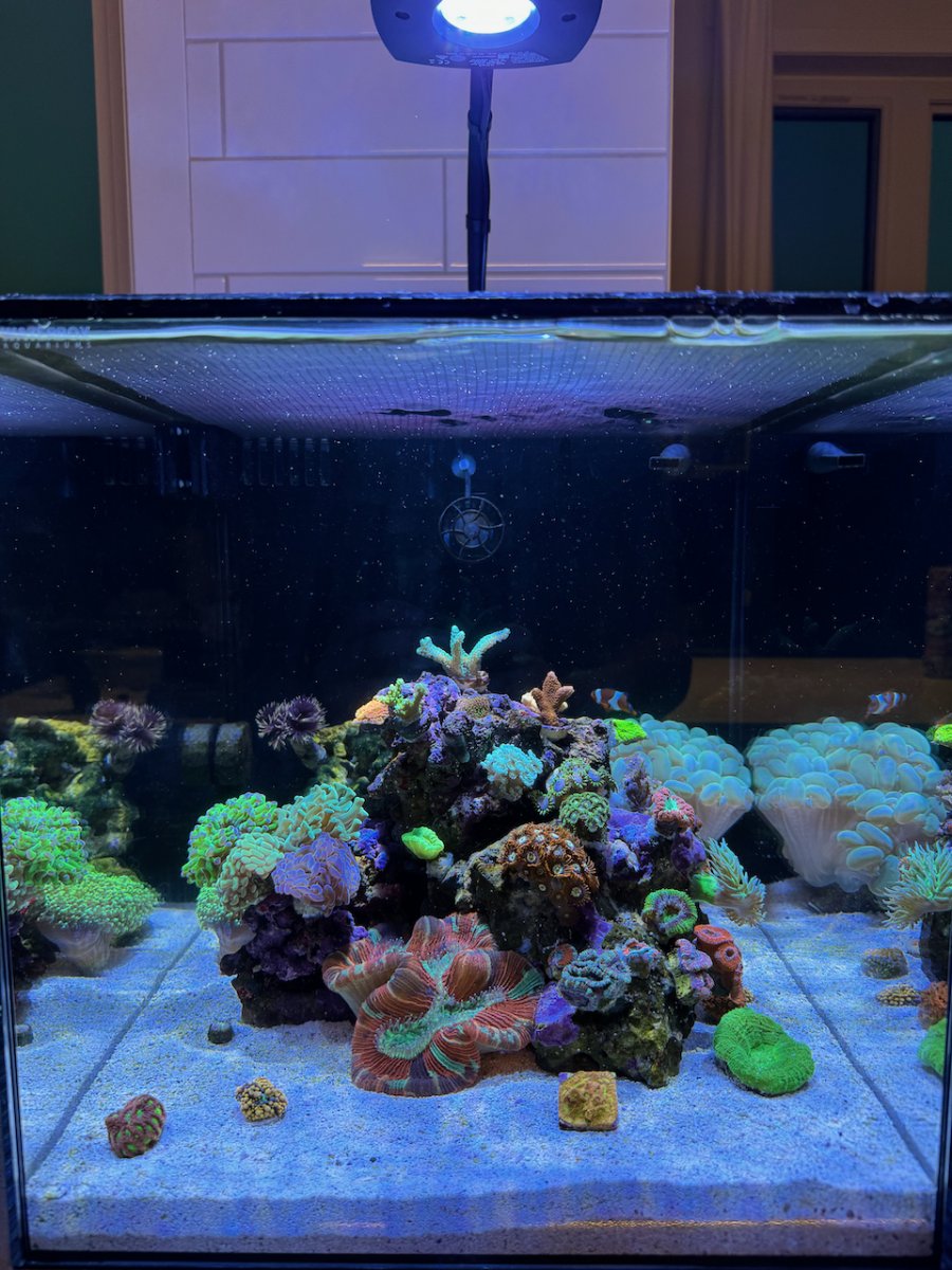 Build Thread - Reef Showcase - 15 Gallon Nano - Waterbox Peninsula All ...