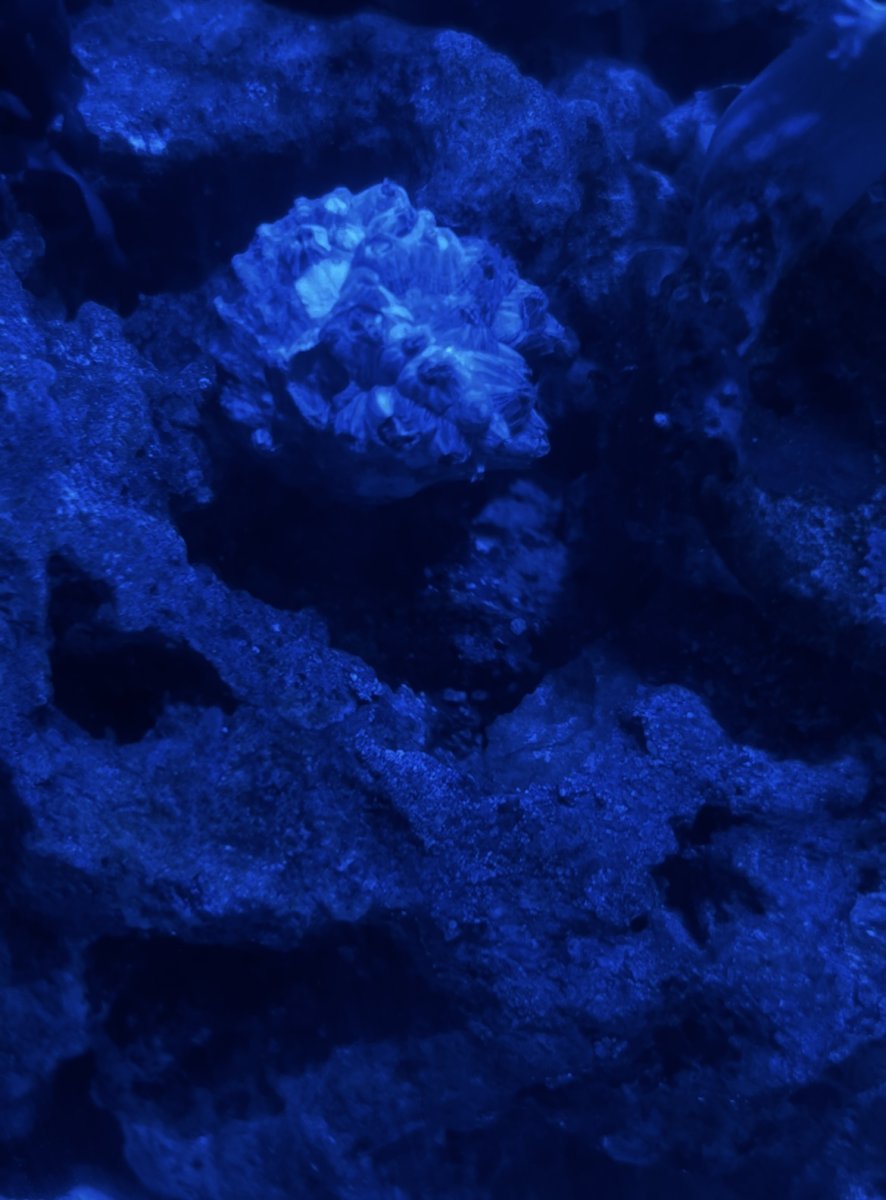 Ohhh Barnacles!!! | Reef2Reef