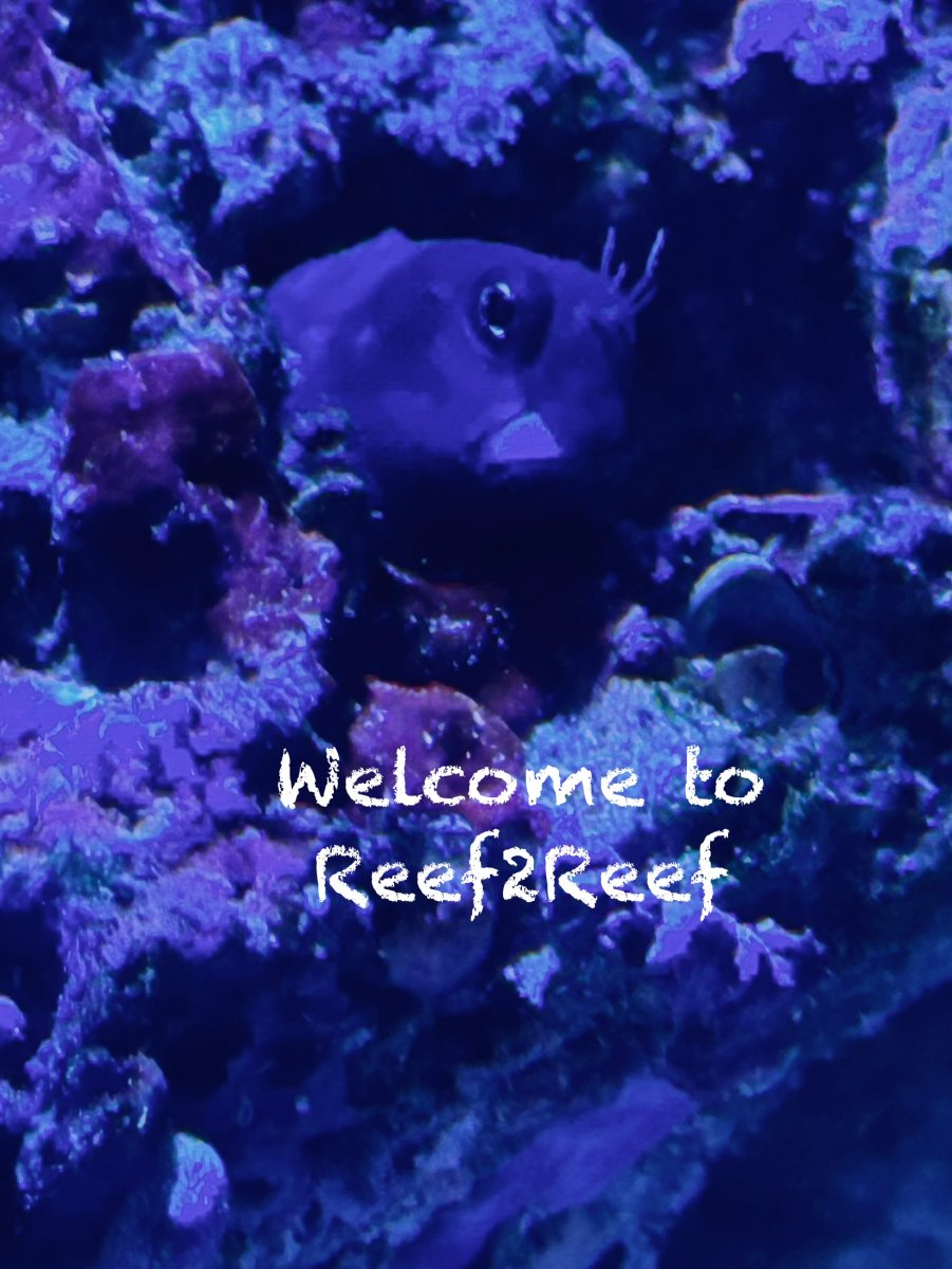 Hello - Long time lurker - Finally registered | Page 2 | Reef2Reef