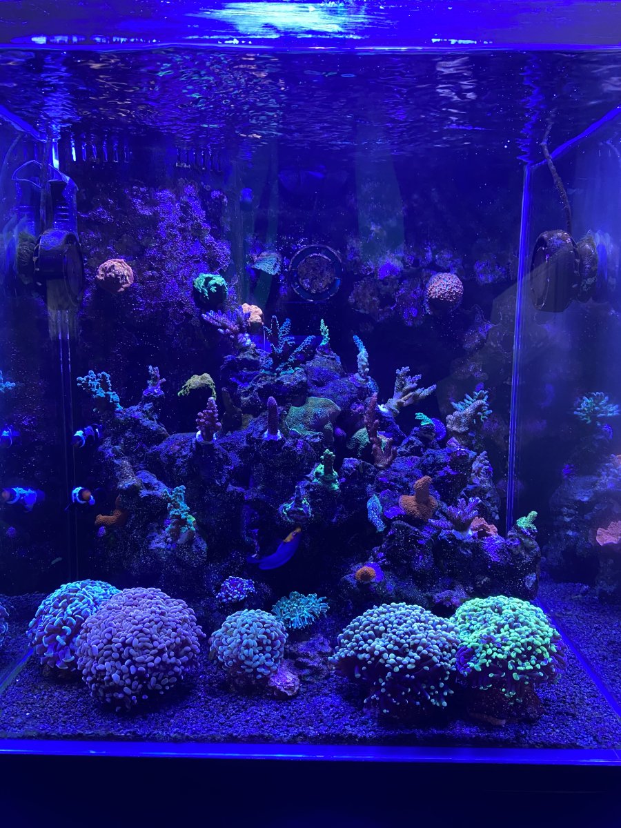 Nano Build - 24 Cube SPS reef tank build | Page 3 | Reef2Reef