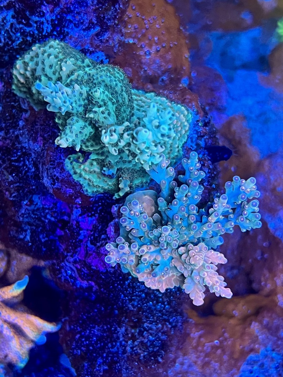 Blood bank 1 year in | Reef2Reef