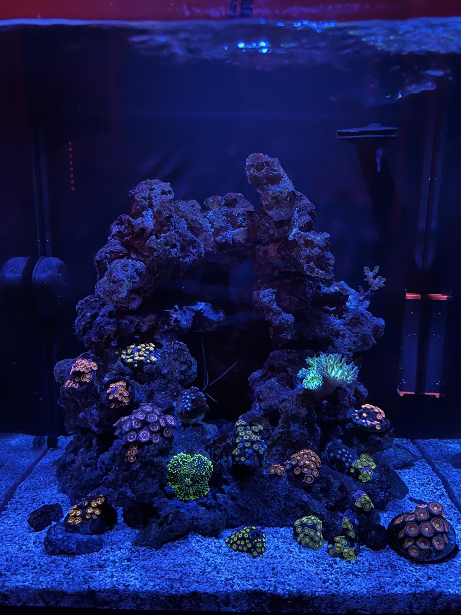 Hydroid pest help! | Reef2Reef