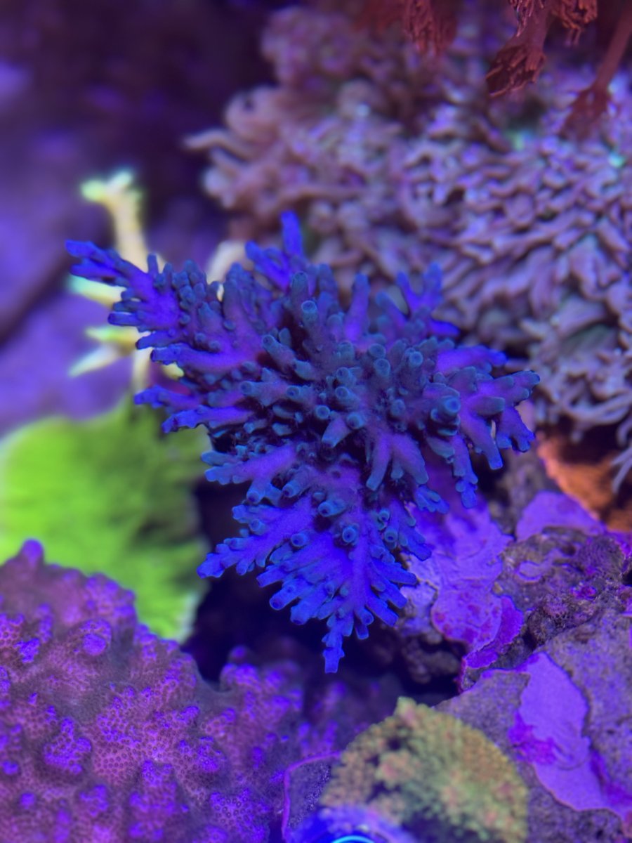 Oregon Tort Growth Form | Reef2Reef