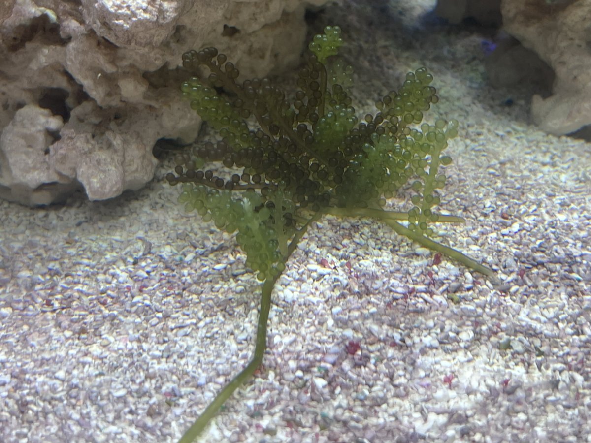Build Thread - 40 gallon FOWLR | Reef2Reef