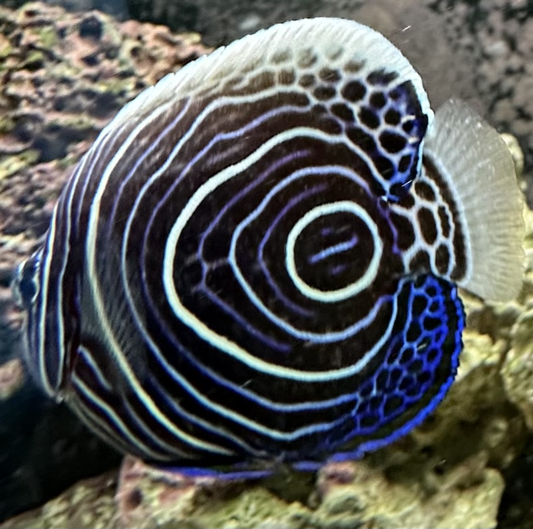 My Emperor Angel flicking acting weird. | Reef2Reef
