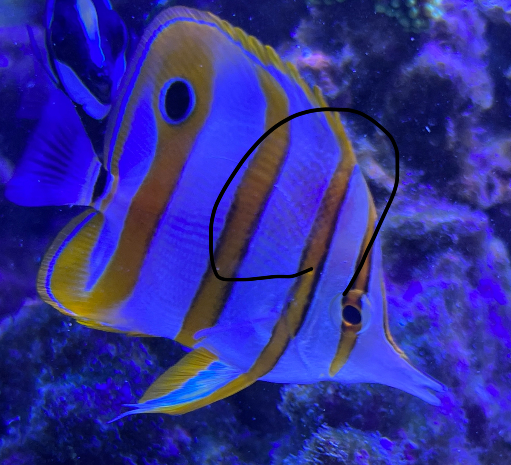 Accidentally bruised Copperband, should I be worried? | Reef2Reef