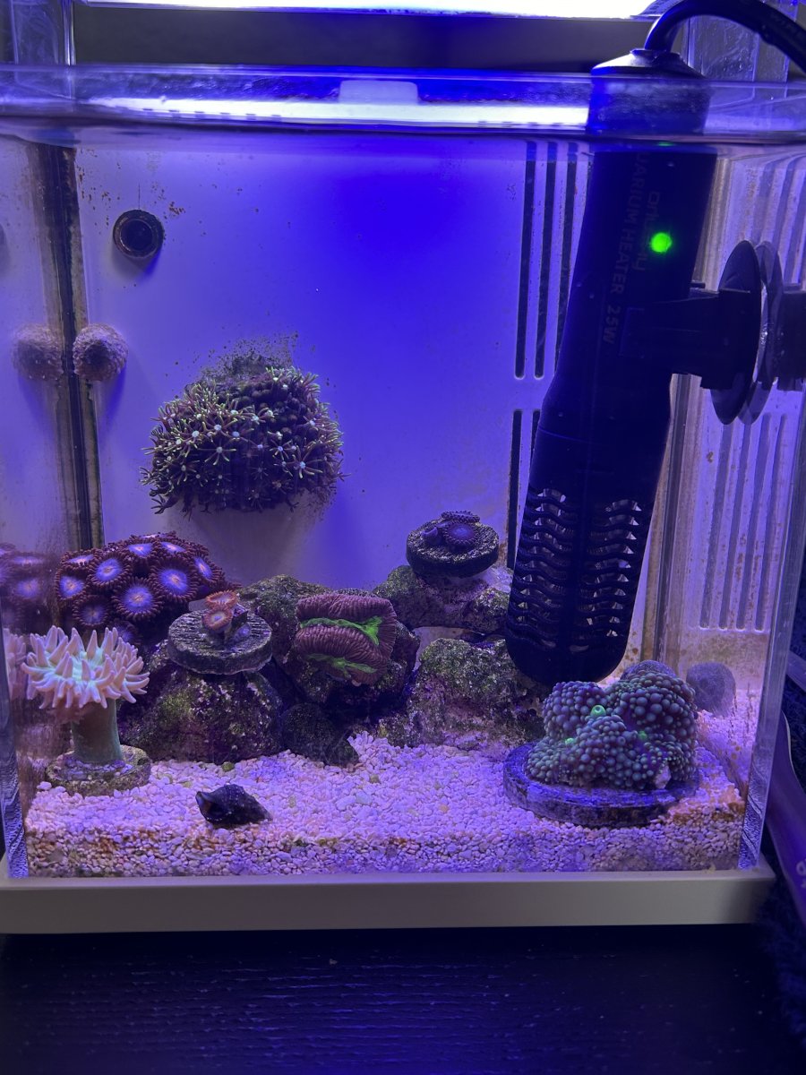 Build Thread - My 1g Pico Reef Tank Build | Page 2 | Reef2Reef