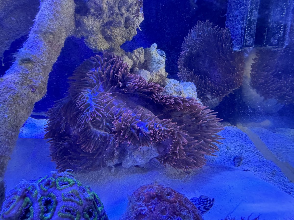 Texas - Live Goods - Sherman Bubble Tip Anemones | Reef2Reef