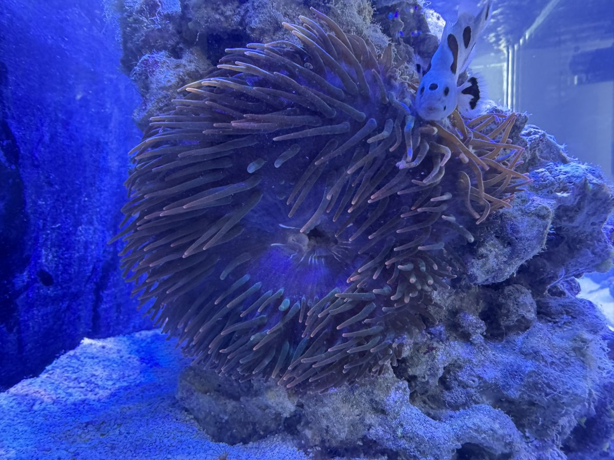 Texas - Live Goods - Sherman Bubble Tip Anemones | Reef2Reef
