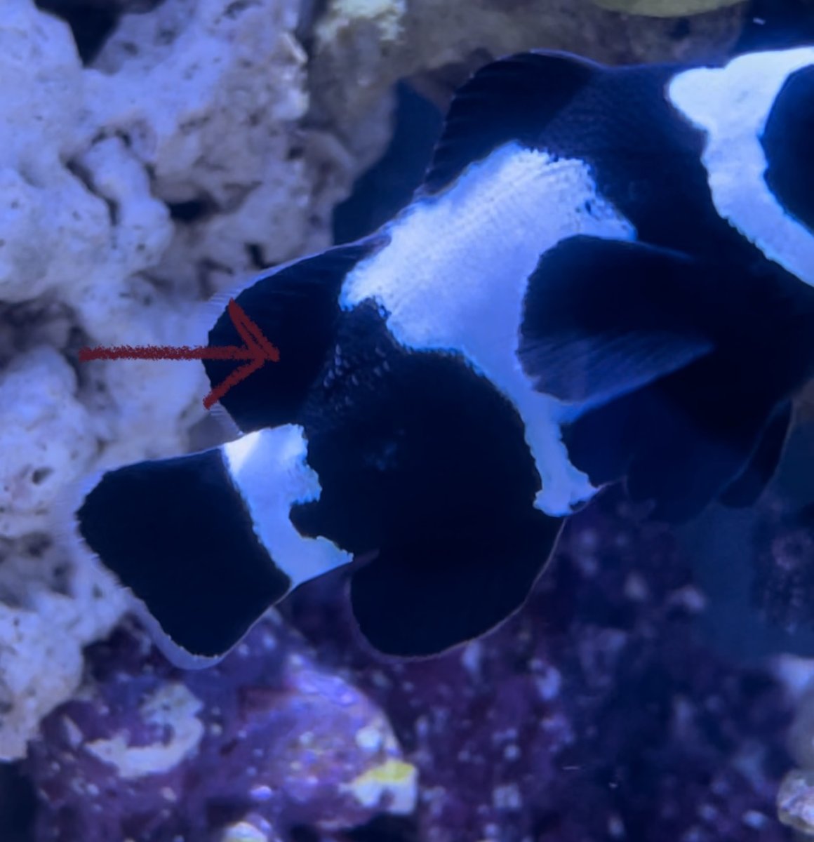 Brook or Scale damage on Clownfish? | Reef2Reef