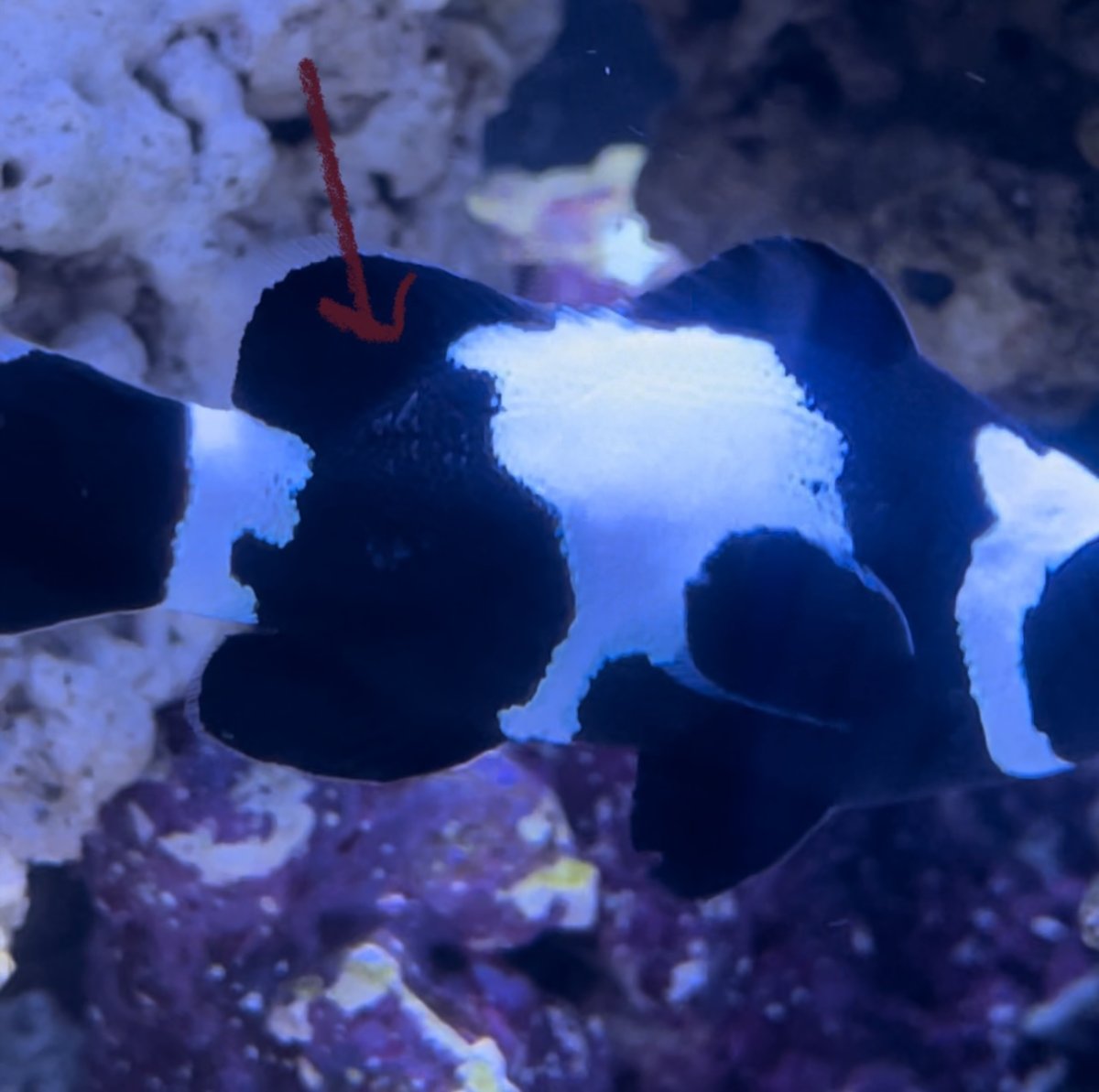 Brook or Scale damage on Clownfish? | Reef2Reef