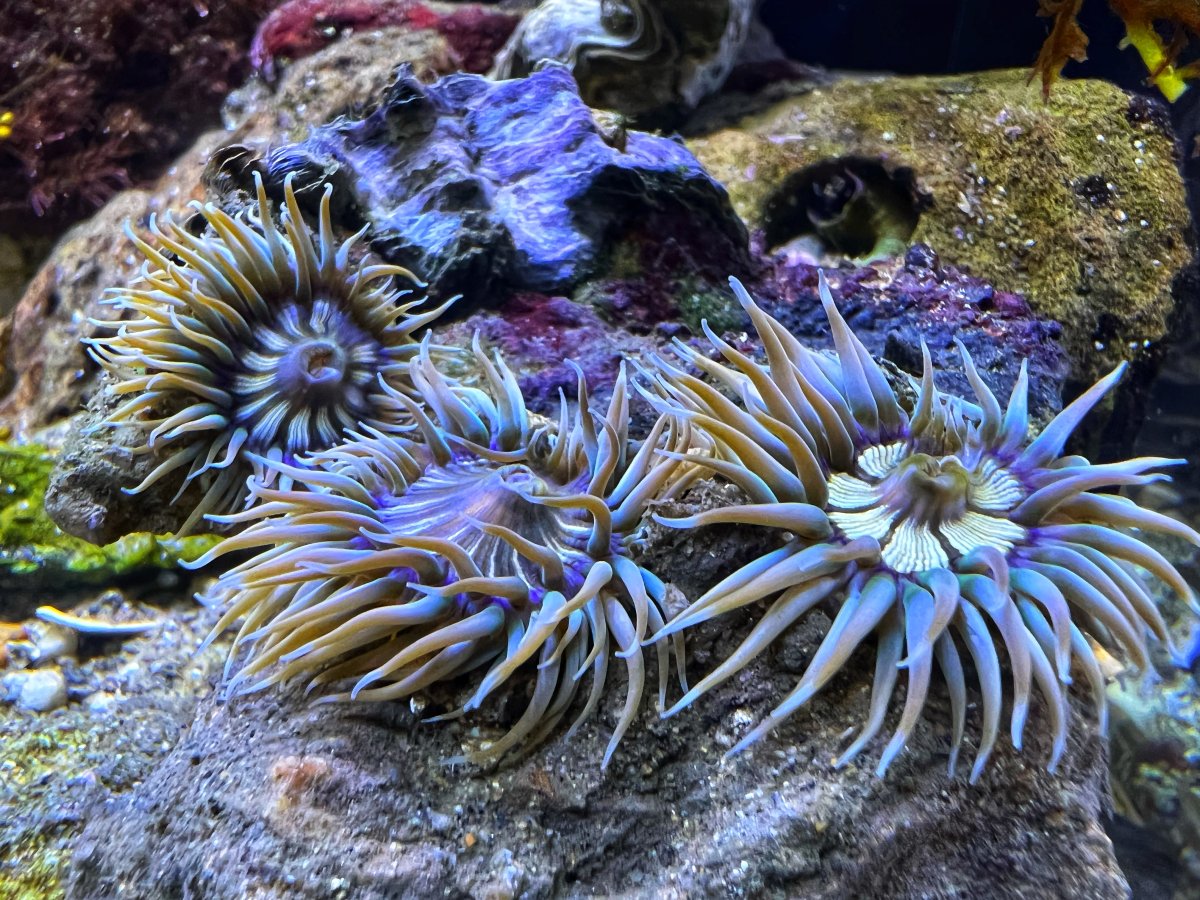 Macroalgae that has washed up onto the beach / shore via tide | Reef2Reef
