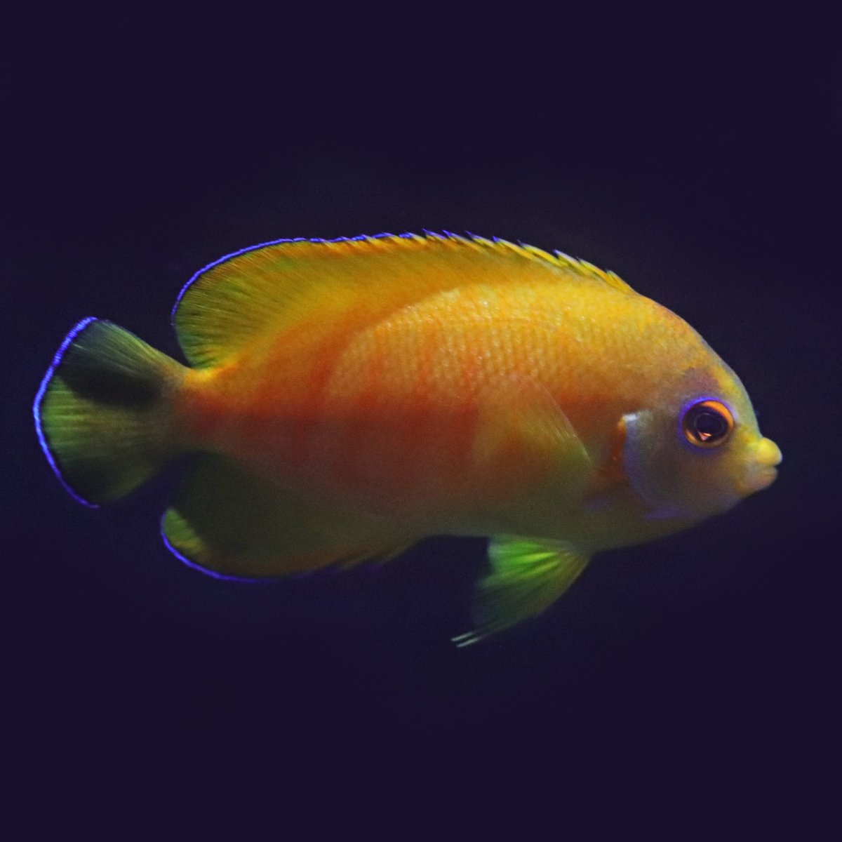 Livestock - Tigerpyge Angelfish, captive bred! plus, new Acropora on ...