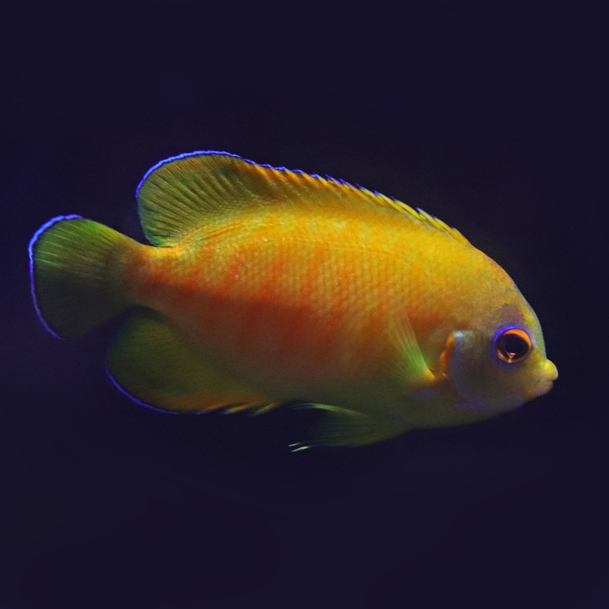 Livestock - Tigerpyge Angelfish, captive bred! plus, new Acropora on ...