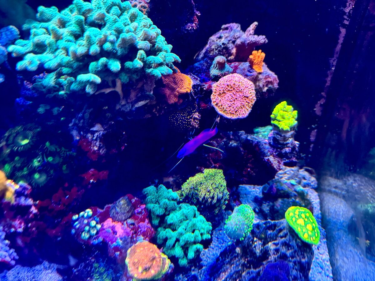 SPS WINS!!!! | Reef2Reef