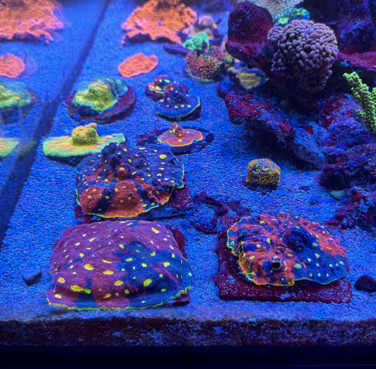 Finally got one! MUMMY EYE CHALICE. | Page 2 | Reef2Reef