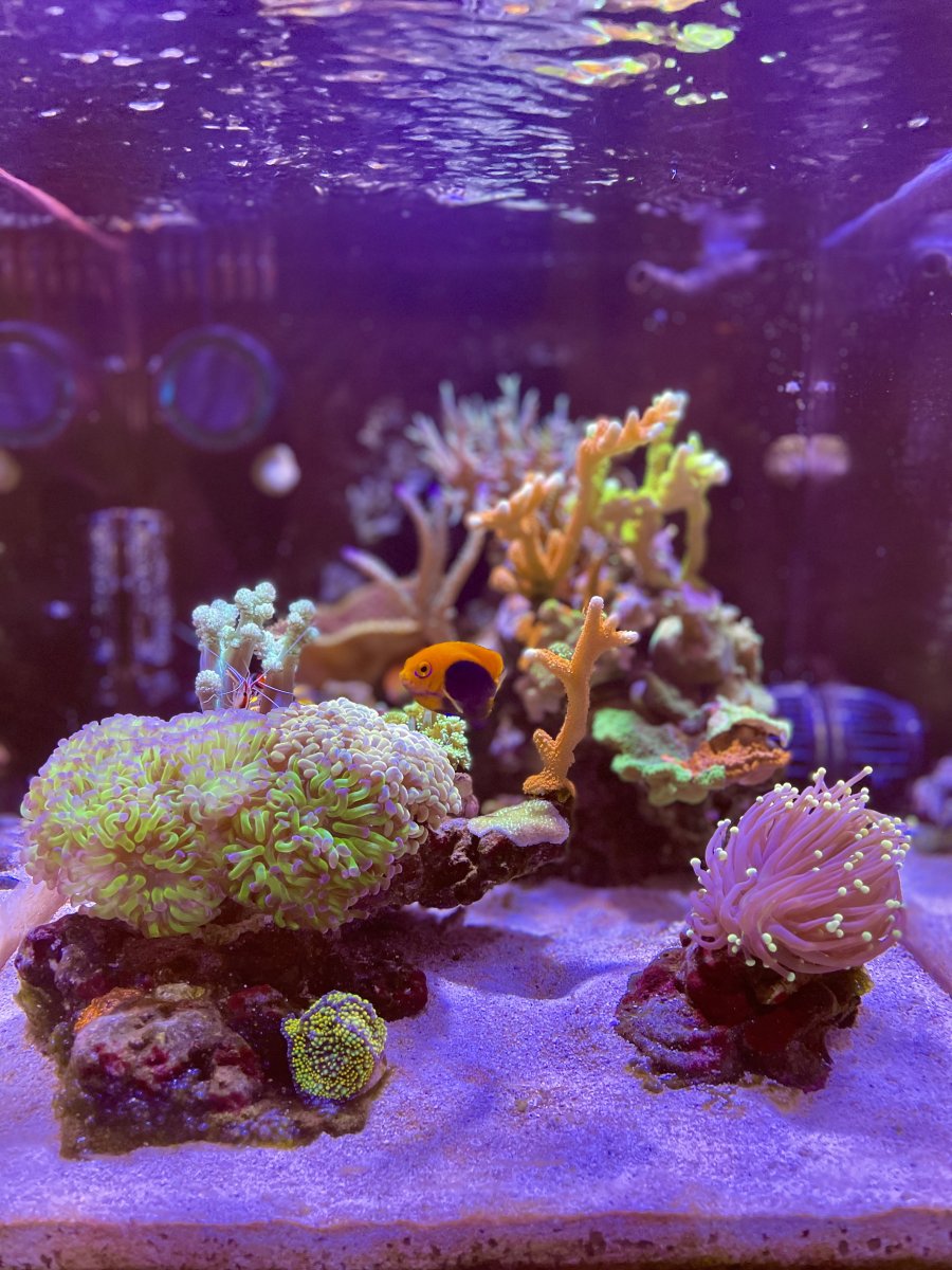 Nano Build - 15G Peninsula Upgraded Desk Reef | Reef2Reef