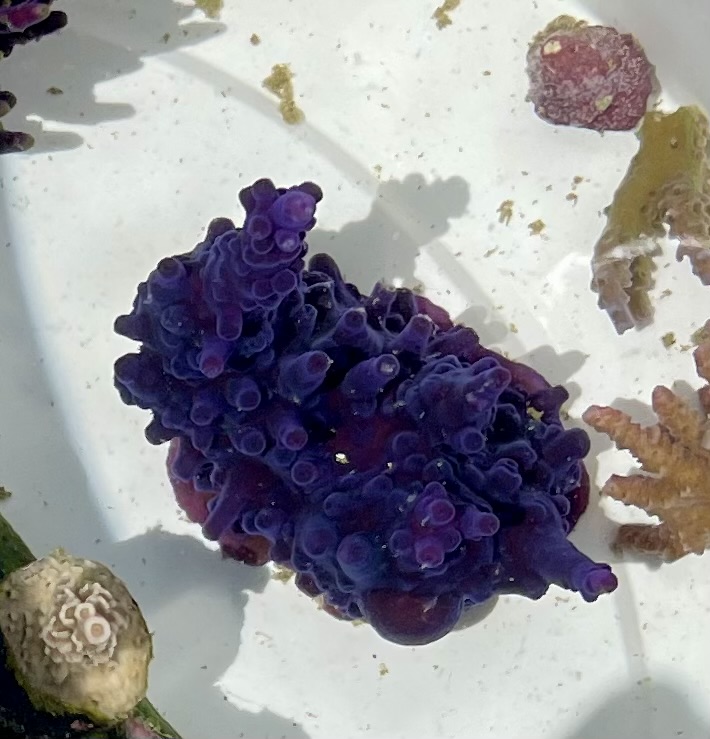 Is this an Oregon tort? | Reef2Reef