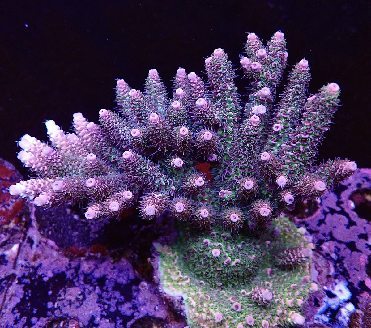 BC corals picture posting thread. | Page 21 | Reef2Reef
