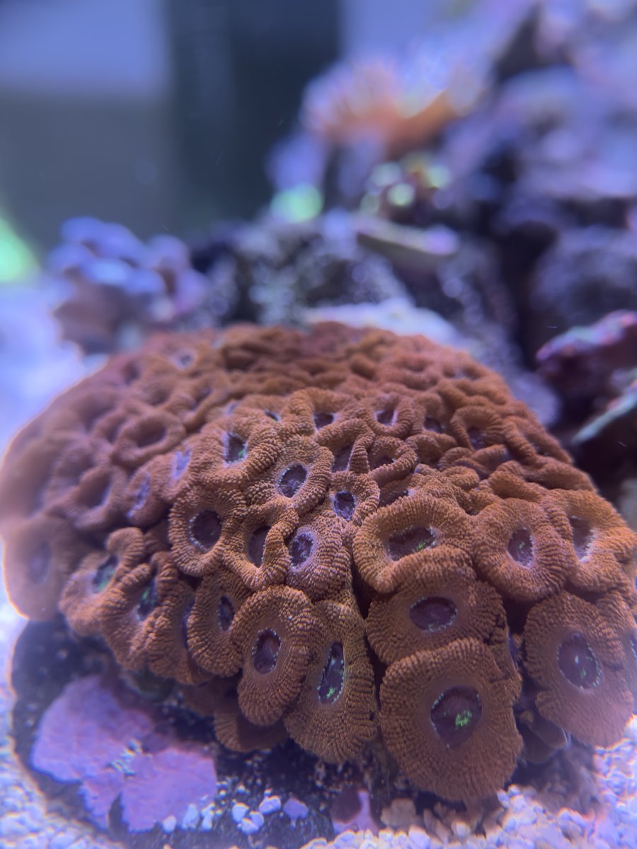 Anyone still interested in and keeping Micromussa? | Page 10 | Reef2Reef