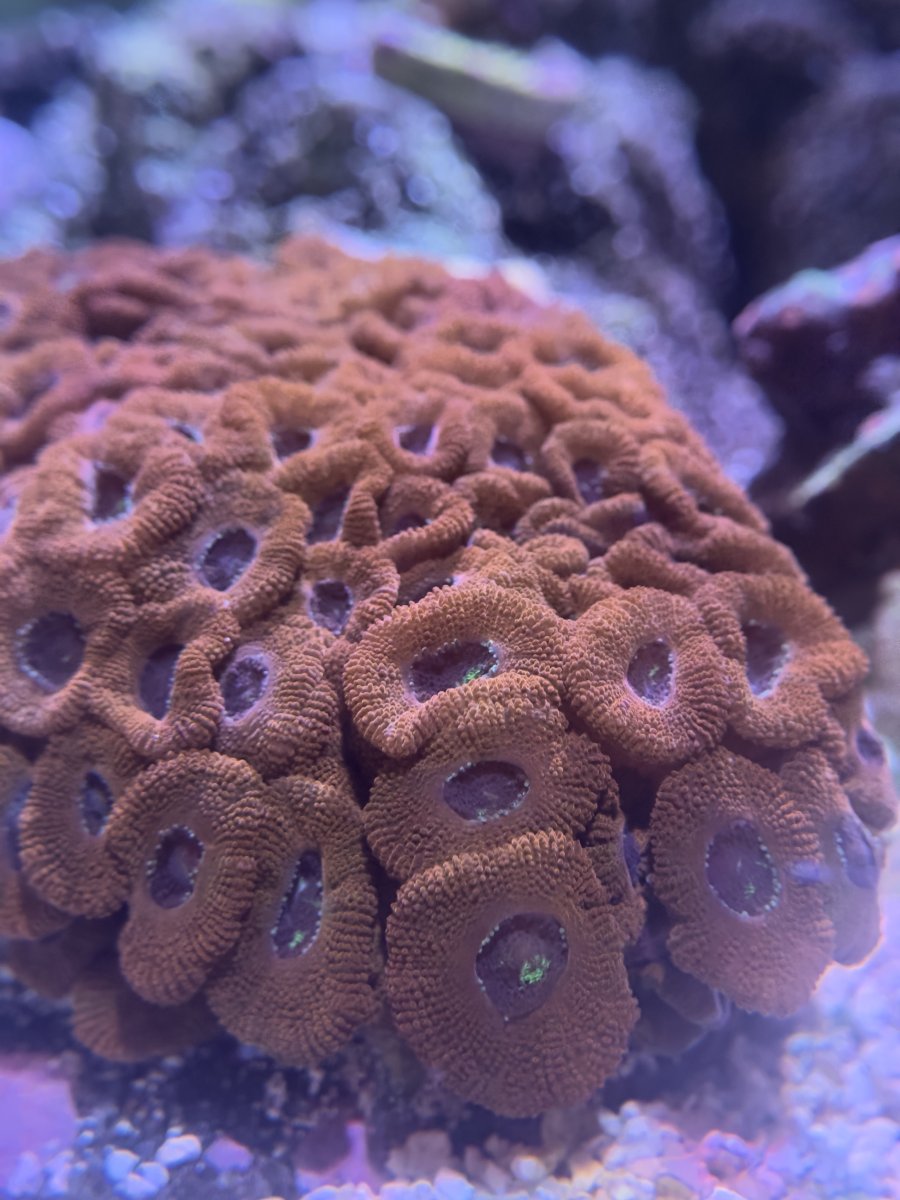 Anyone still interested in and keeping Micromussa? | Page 10 | Reef2Reef
