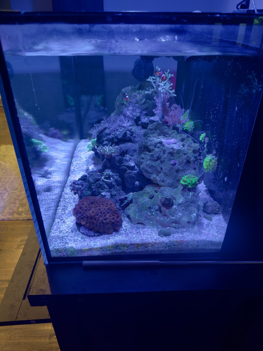 Anyone still interested in and keeping Micromussa? | Page 10 | Reef2Reef
