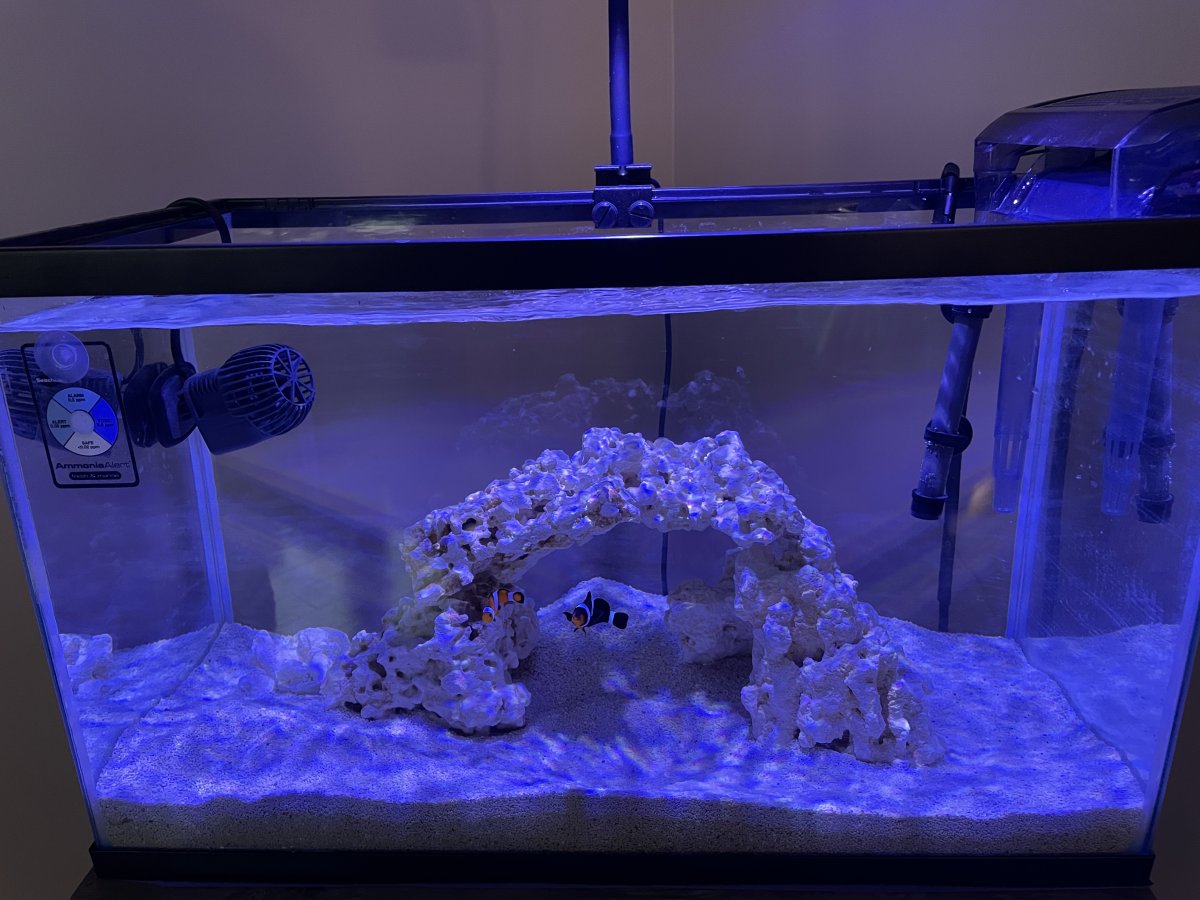 Build Thread - Update on budget 10g reef total cost currently | Reef2Reef