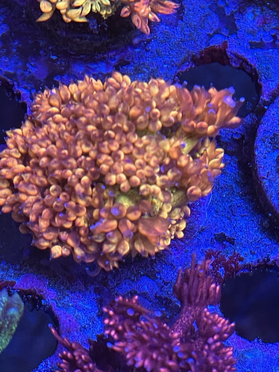 Georgia - HIGH END GONI PACK 2 | Reef2Reef