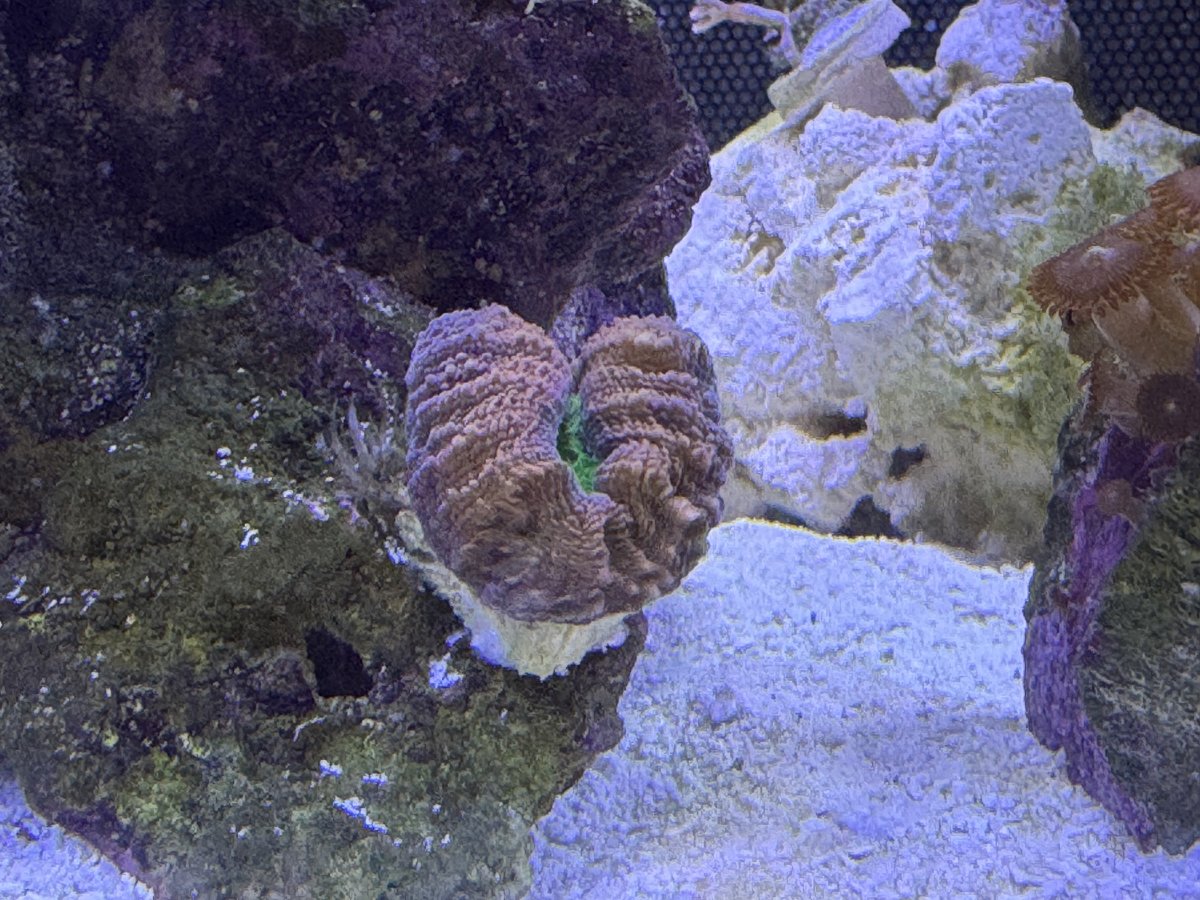 What’s this in lobo frag | Reef2Reef