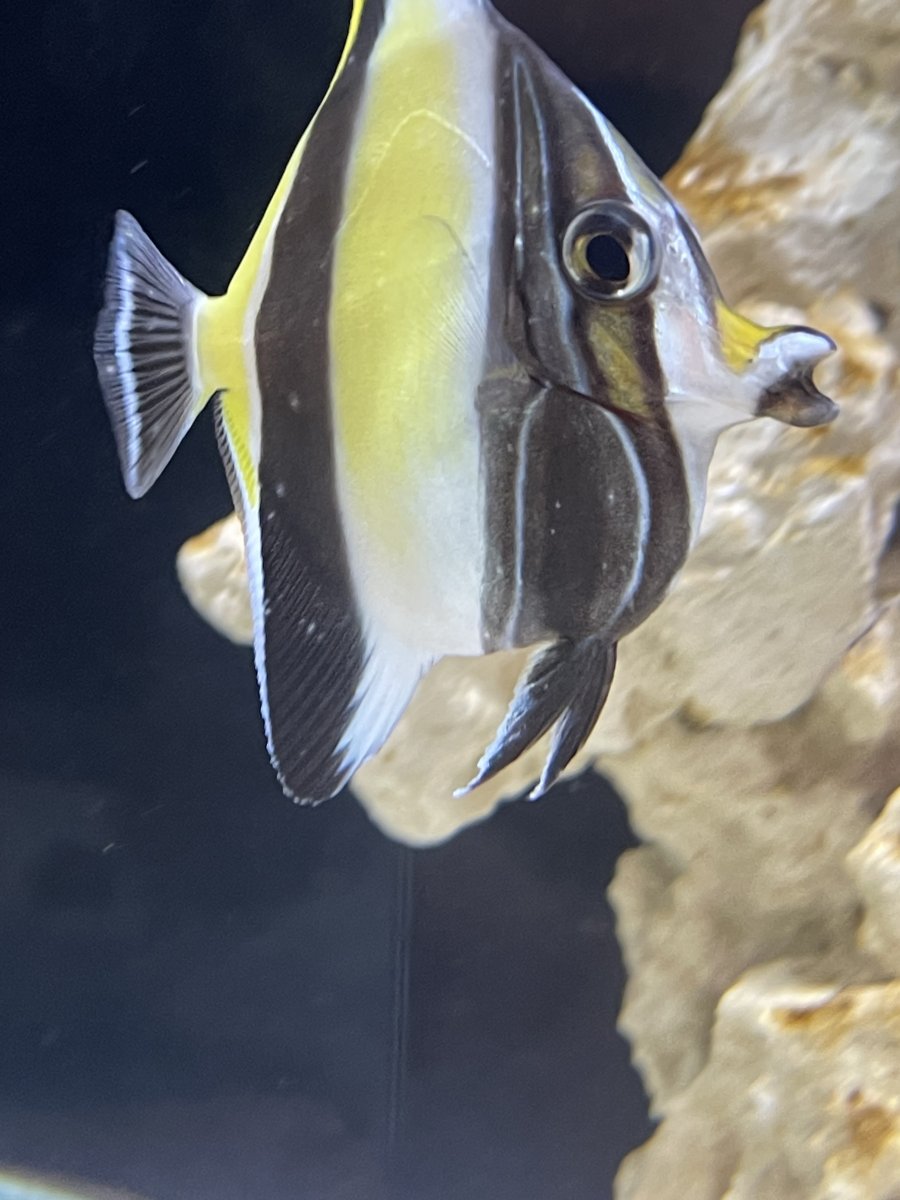 PBT white spots but strange | Page 2 | REEF2REEF Saltwater and Reef ...