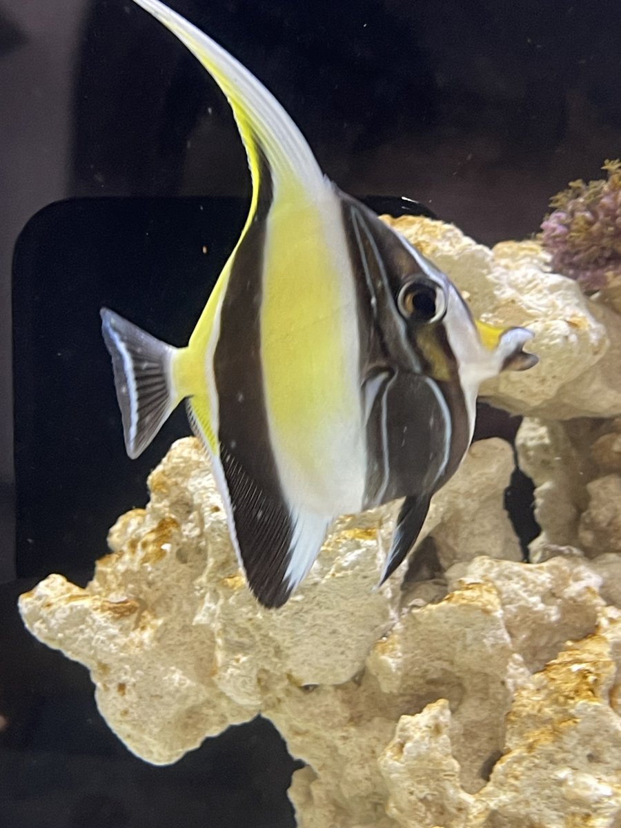 PBT white spots but strange | Page 2 | REEF2REEF Saltwater and Reef ...