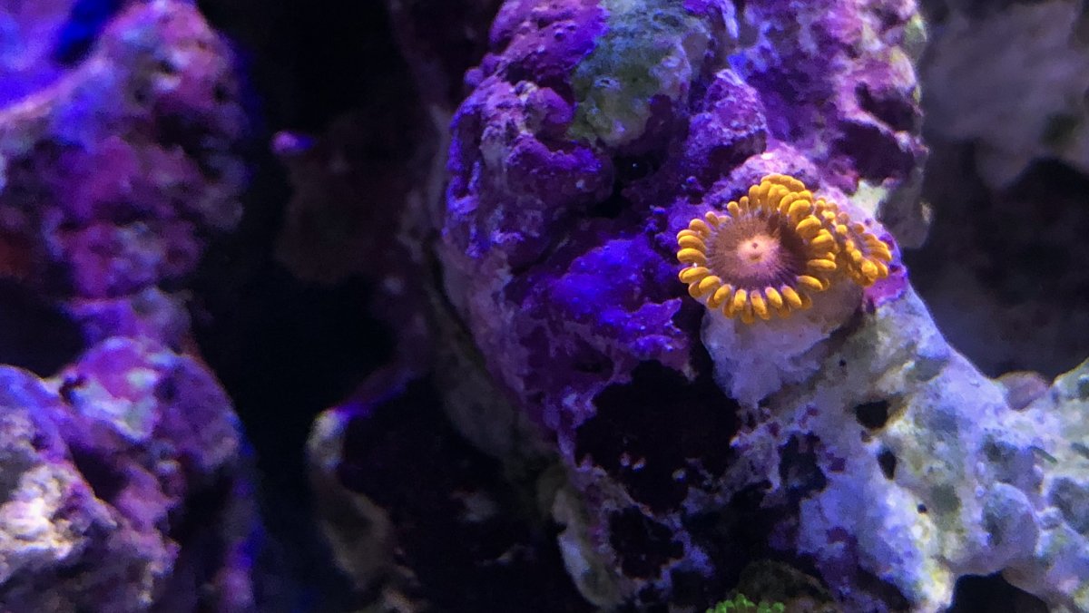 Hello - My First Pico Reef Journey – A Beginner's Experience | Reef2Reef