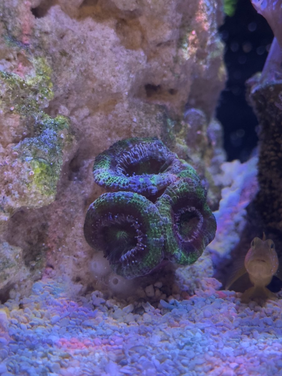 Just found these growing up under my acan. Please help ID | Reef2Reef