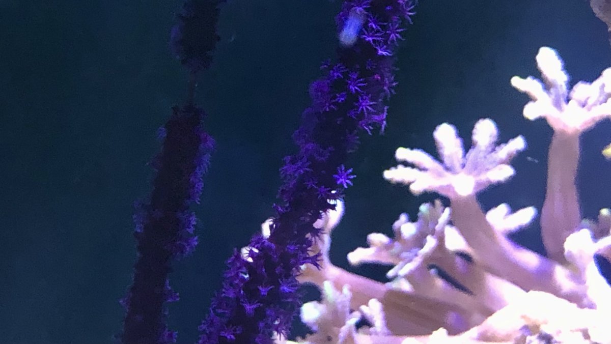 Hello - My First Pico Reef Journey – A Beginner's Experience | Reef2Reef