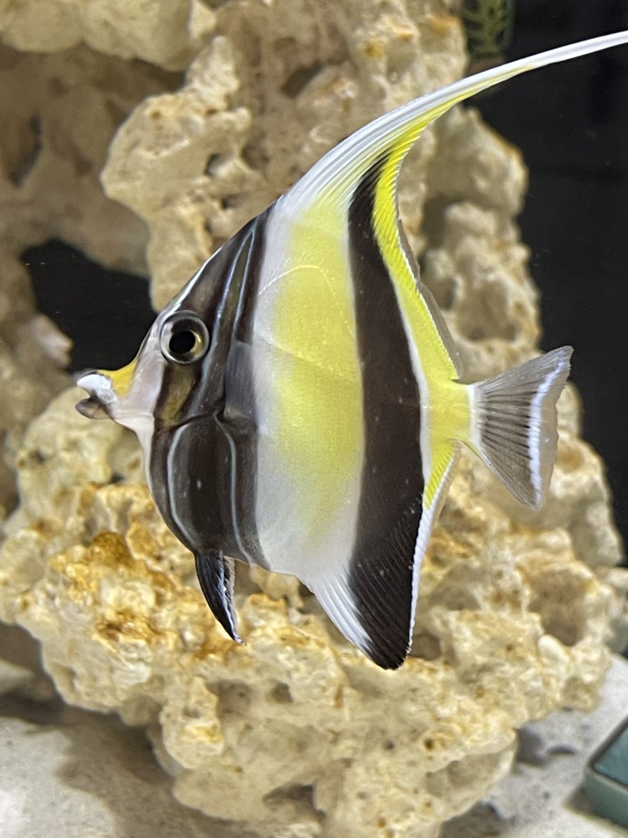 PBT white spots but strange | Page 2 | REEF2REEF Saltwater and Reef ...