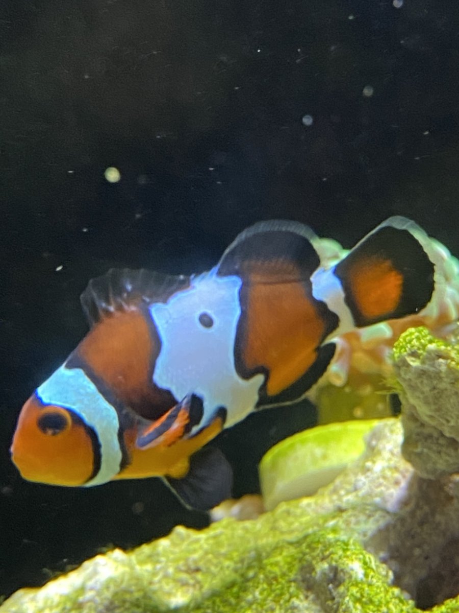 Brook on clown? | Reef2Reef