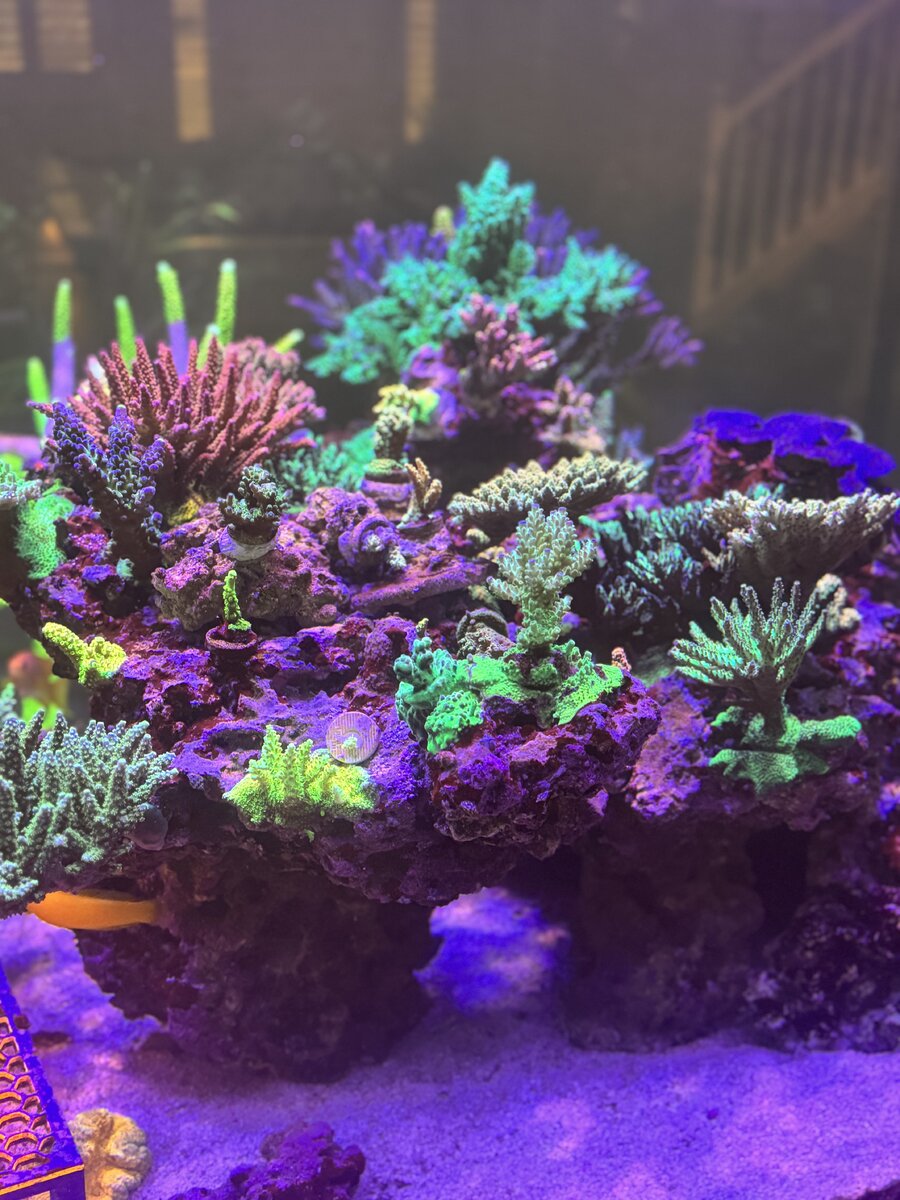 Large Build - TL’s big boy peninsula 385 gal Sps build! | Page 63 ...