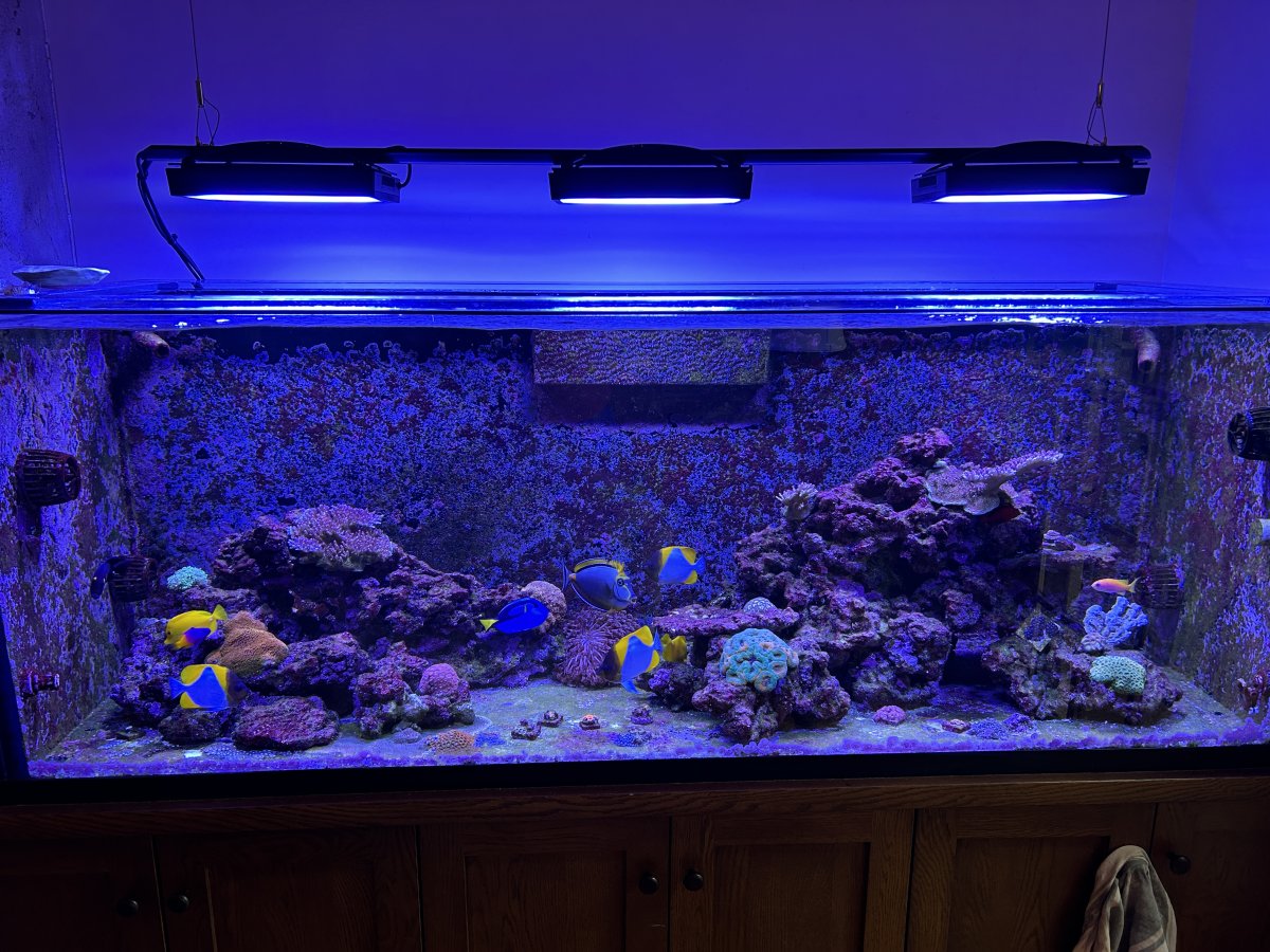 NO3 staying very low in mature tank | Reef2Reef