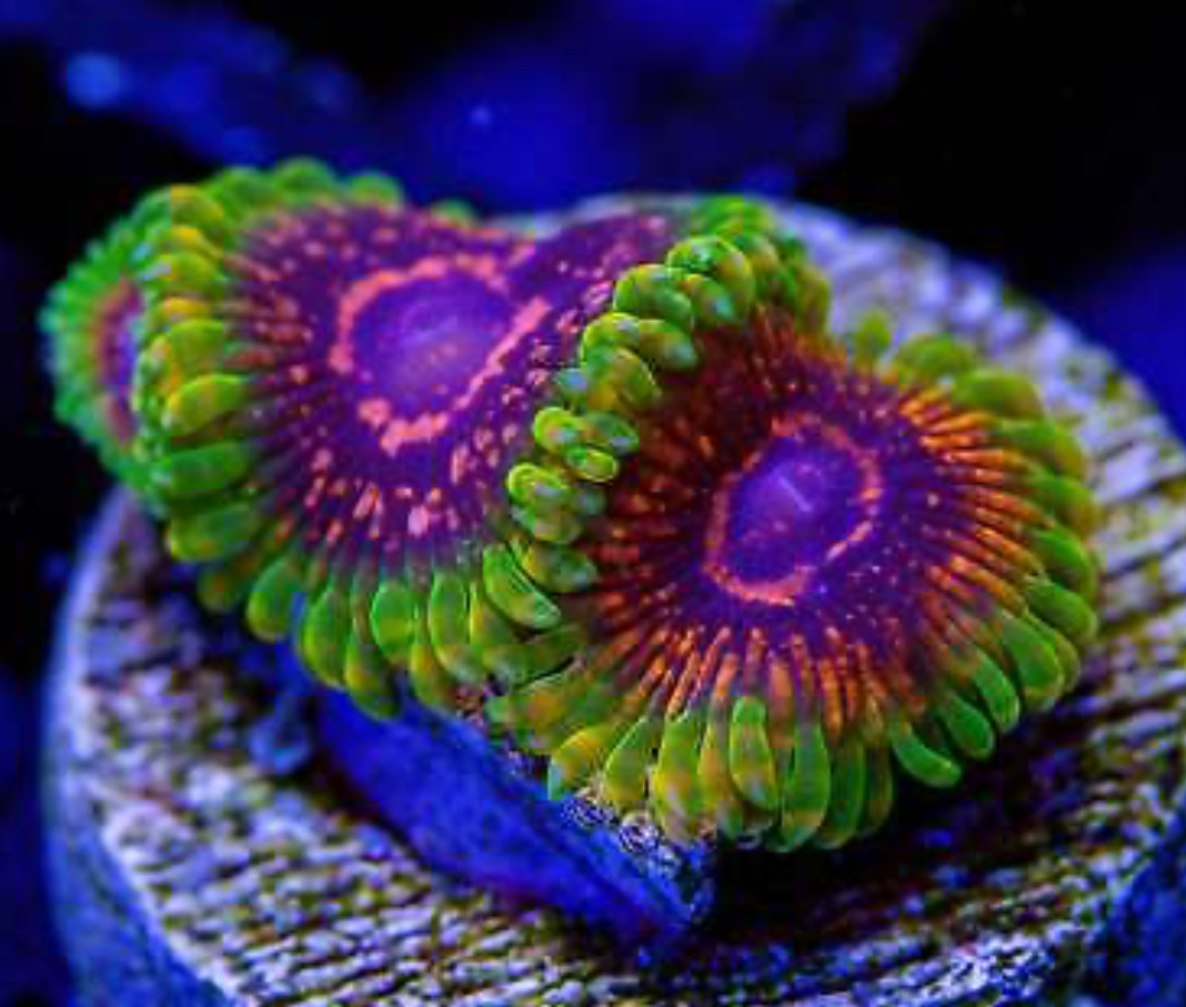 recently bought a new paly Zoa, but I don't know the name of it, are ...