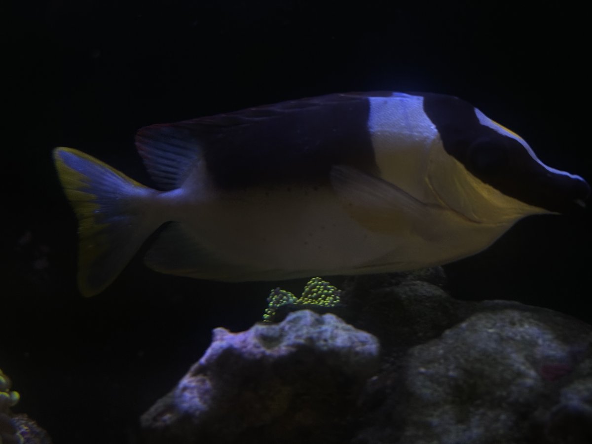 Copperband butterfly tank mate. | Reef2Reef