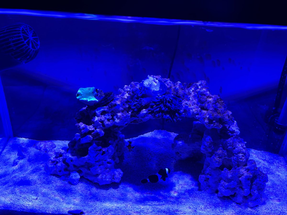 Build Thread - Update on budget 10g reef total cost currently | Reef2Reef