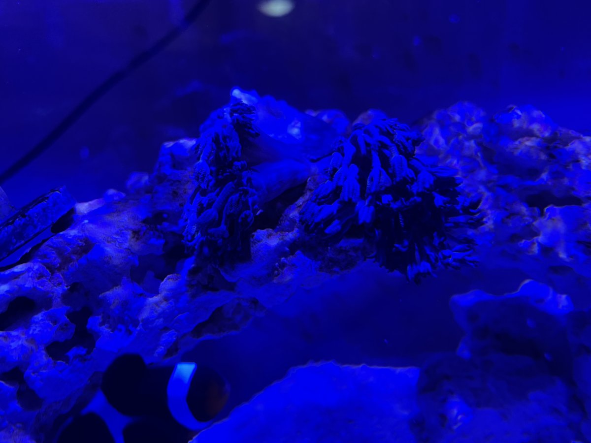 Build Thread - Update on budget 10g reef total cost currently | Reef2Reef