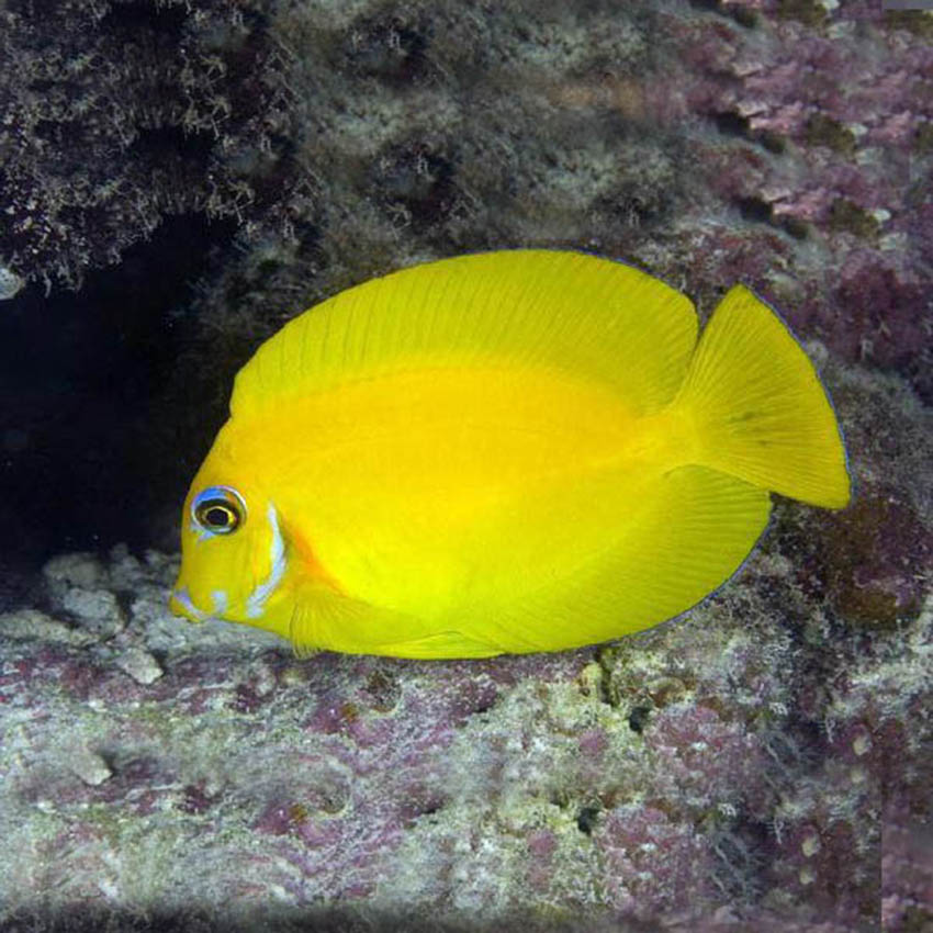 Yellow fish, that ARENT yellow tangs! | Reef2Reef