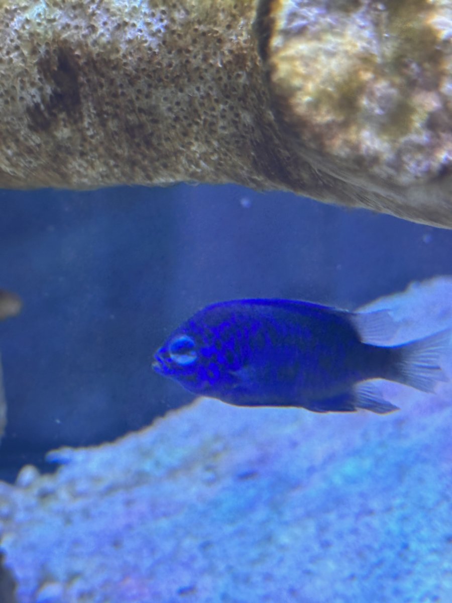 EMERGENCY - Damsel Eye issue | Reef2Reef