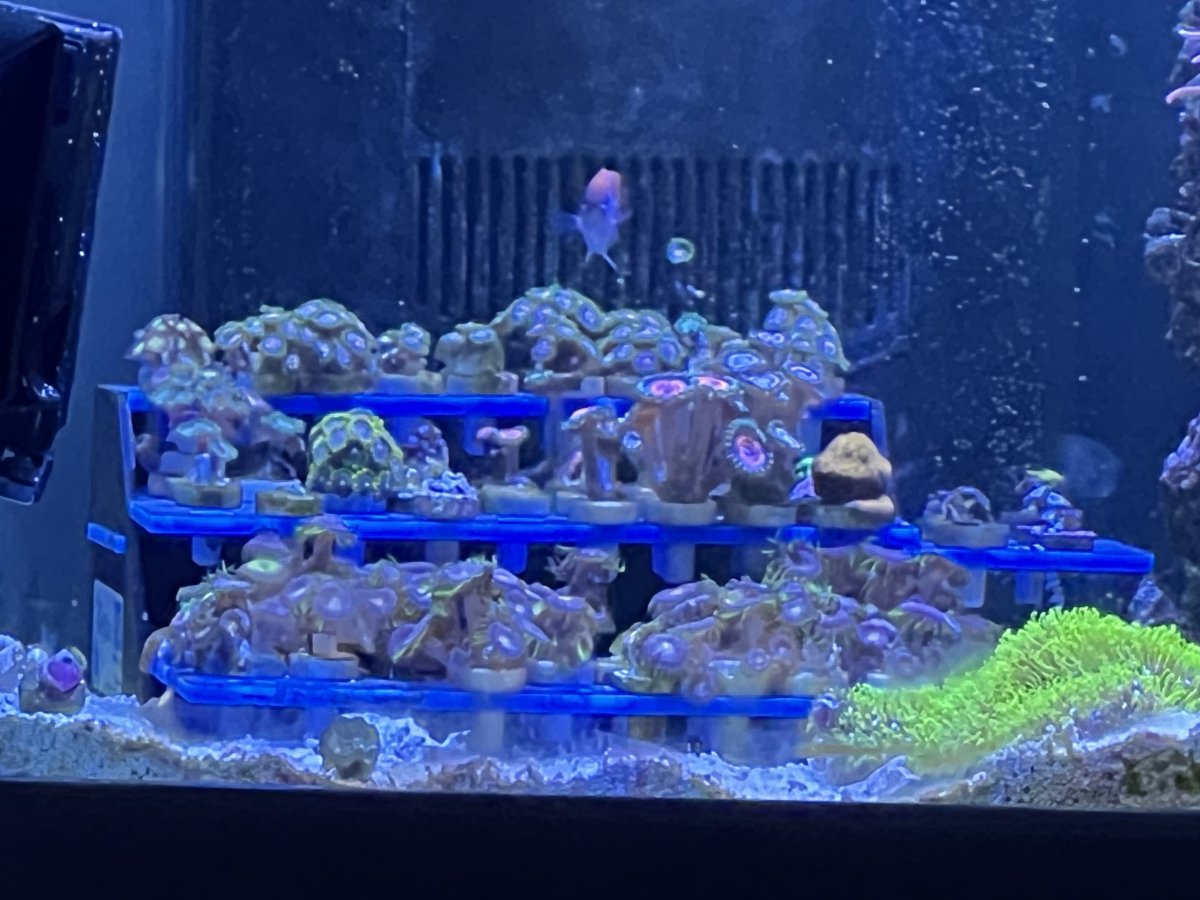 Pink Smith Damsel Behavior | Reef2Reef