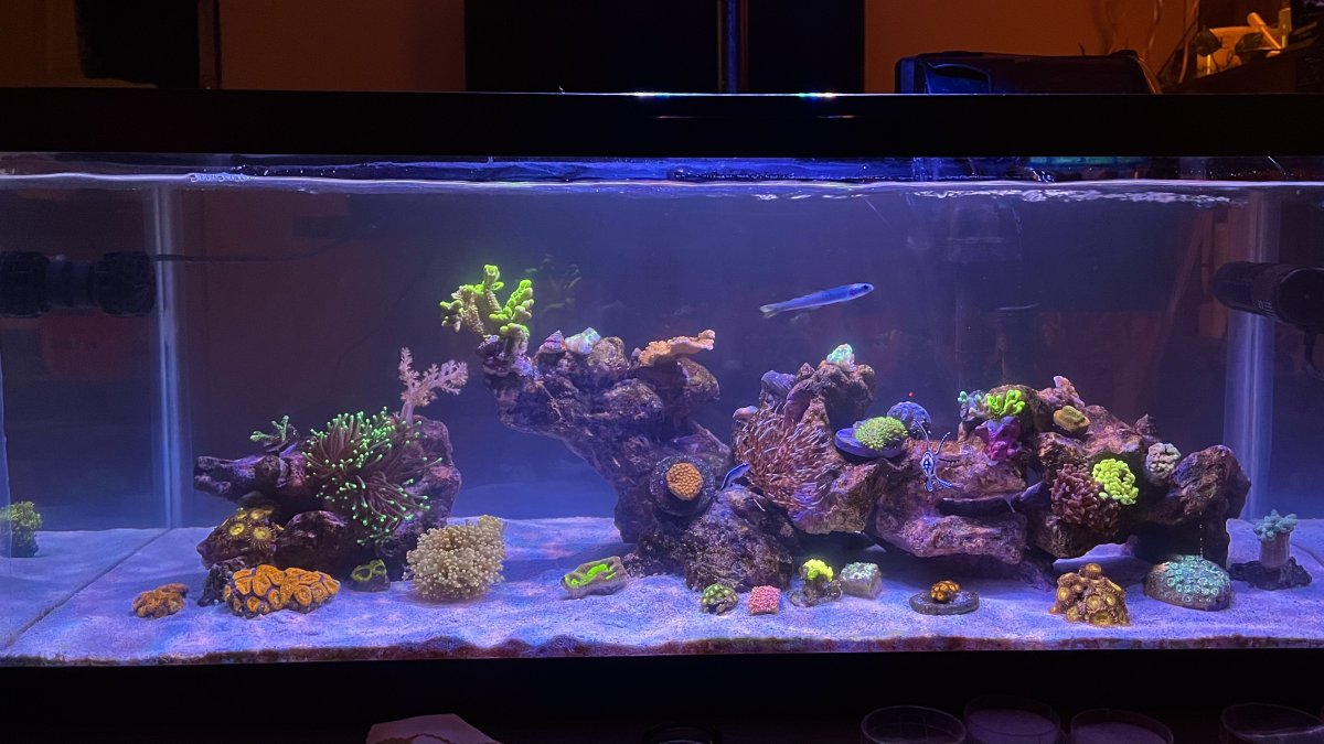 Hello - First tank and new to hobby. Advice, thoughts on 20g long ...
