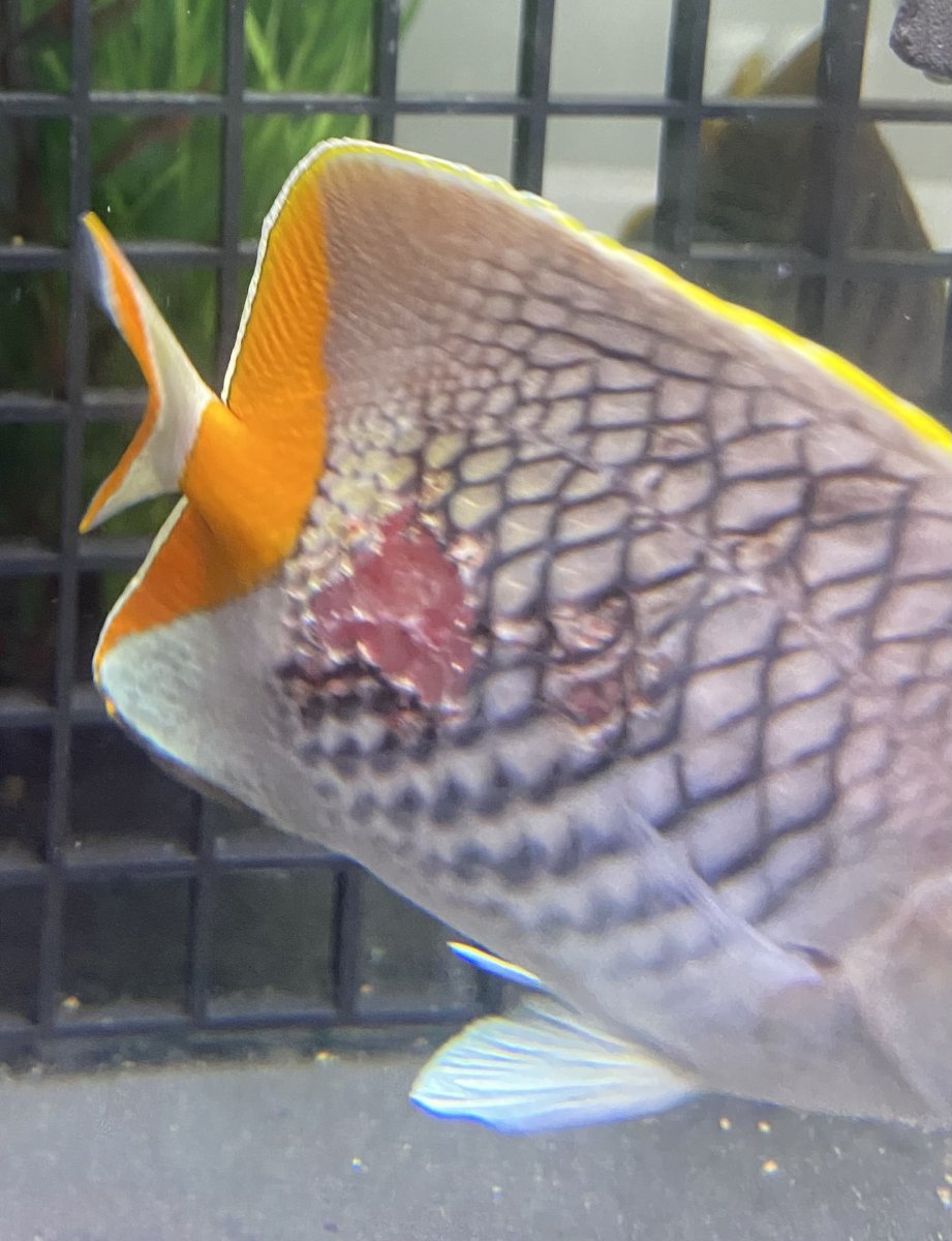 Patch of scales on newly acquired Pearlscale Butterfly look darkened ...