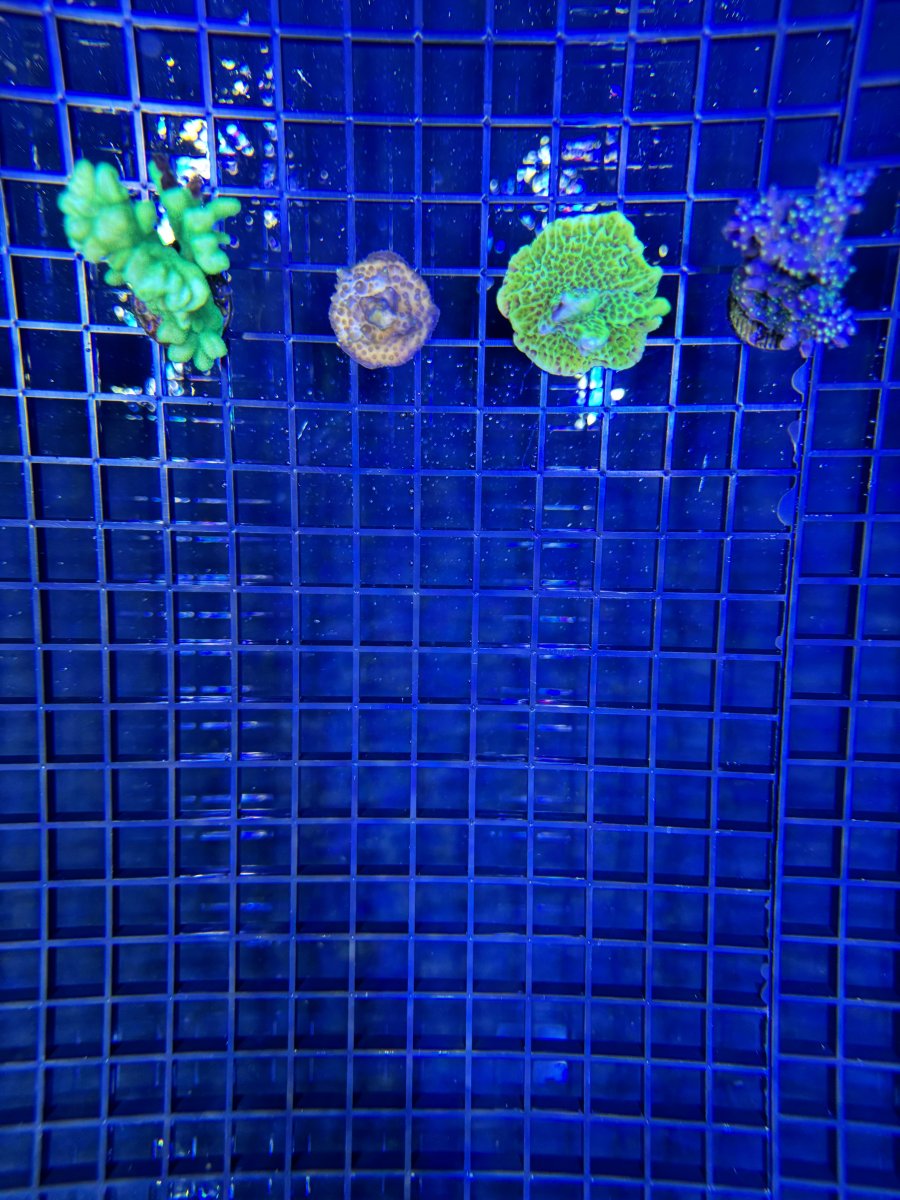 Custom building my "New Frag System" picked up my glass yesterday ...