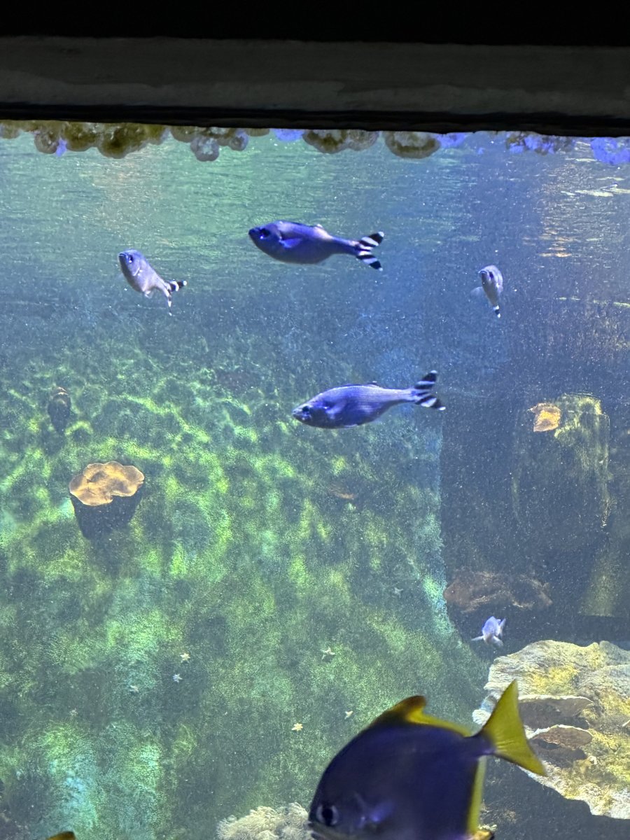 Monster Build - DIY Concrete Aquarium 5,000 gallon - Anderson Family ...