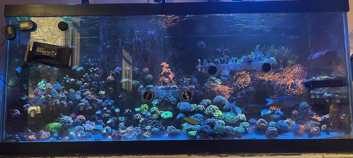 One month in - TM Syn-Biotic Salt | Reef2Reef